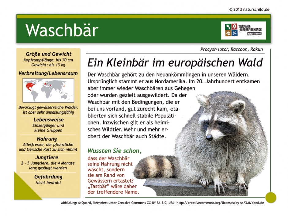 Waschbär – Tierpark Niederfischbach